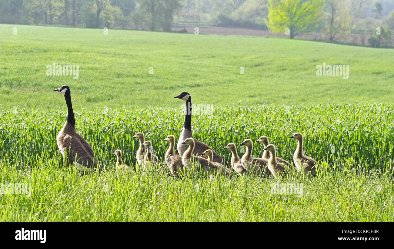 Breeding pair of Canada Geese and their young Goslings walking through ...