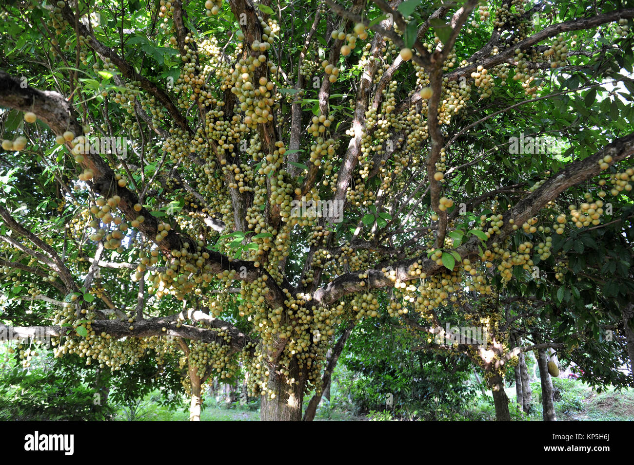Lotkon in bangla hi-res stock photography and images - Alamy