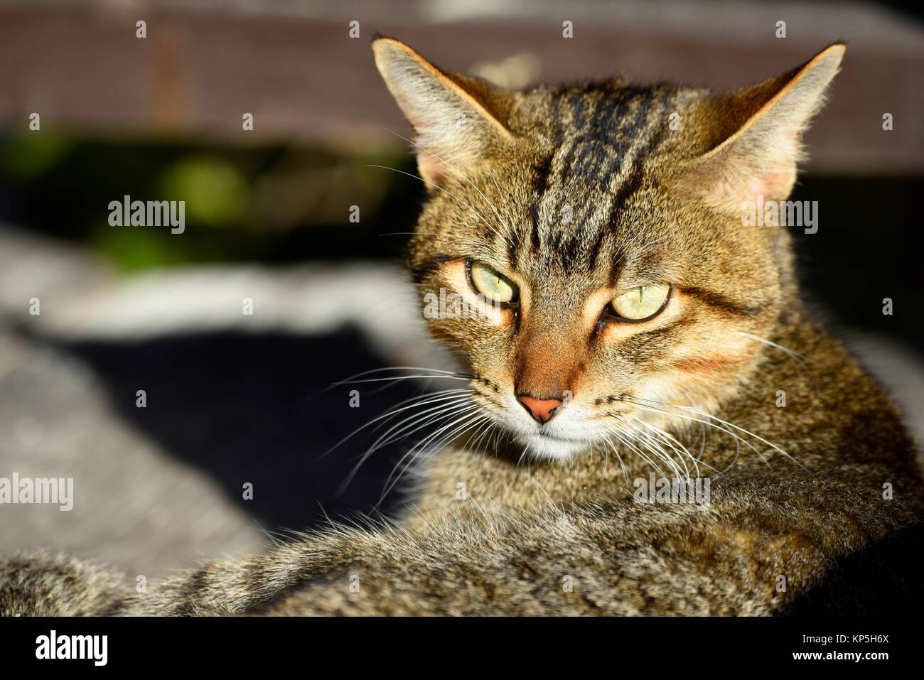 Cuba cat hi-res stock photography and images - Alamy
