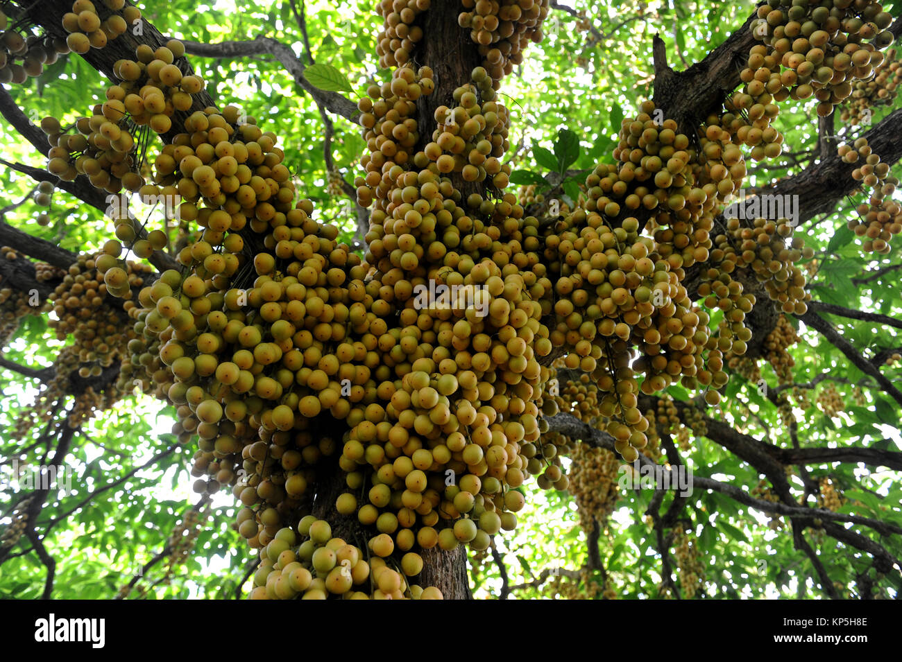 NARSINGDI, BANGLADESH-JUNE 10, 2016: Burmese grape hang on a tree in an ...