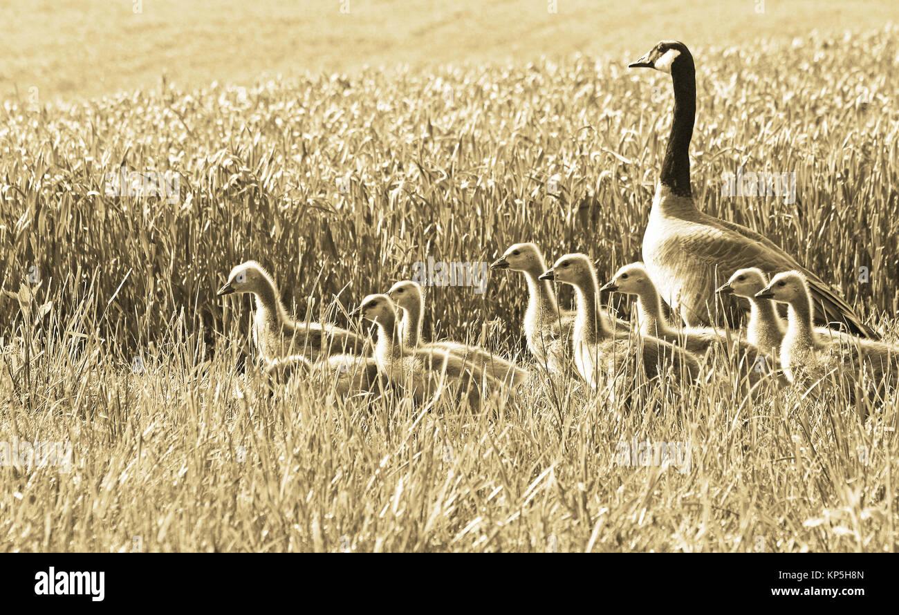 An adult Canada Goose with her Goslings walk through a Farmer's Wheat ...