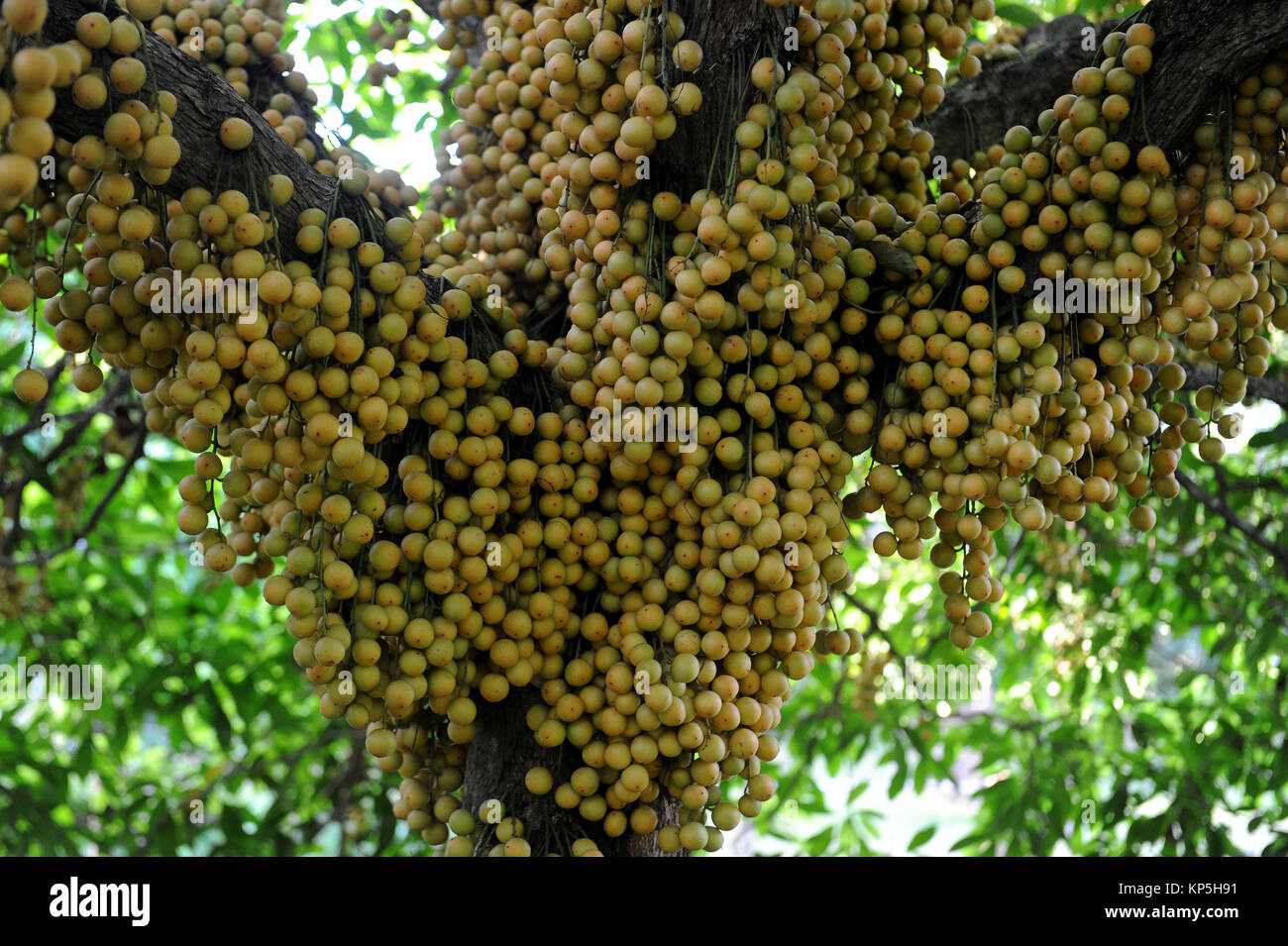 NARSINGDI, BANGLADESH-JUNE 10, 2016: Burmese grape hang on a tree in an ...