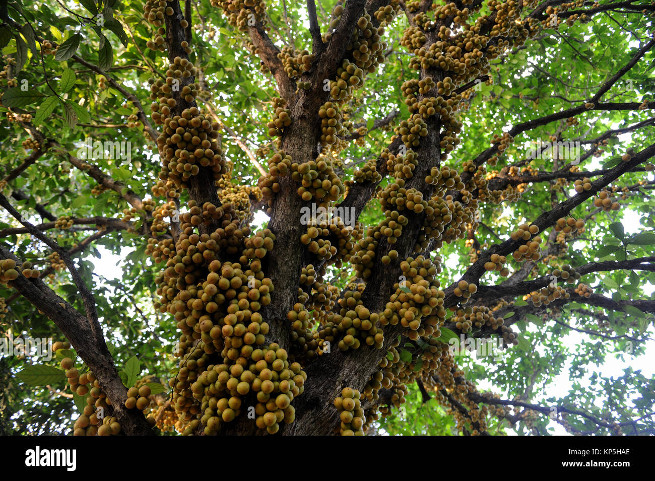 NARSINGDI, BANGLADESH-JUNE 10, 2016: Burmese grape hang on a tree in an ...