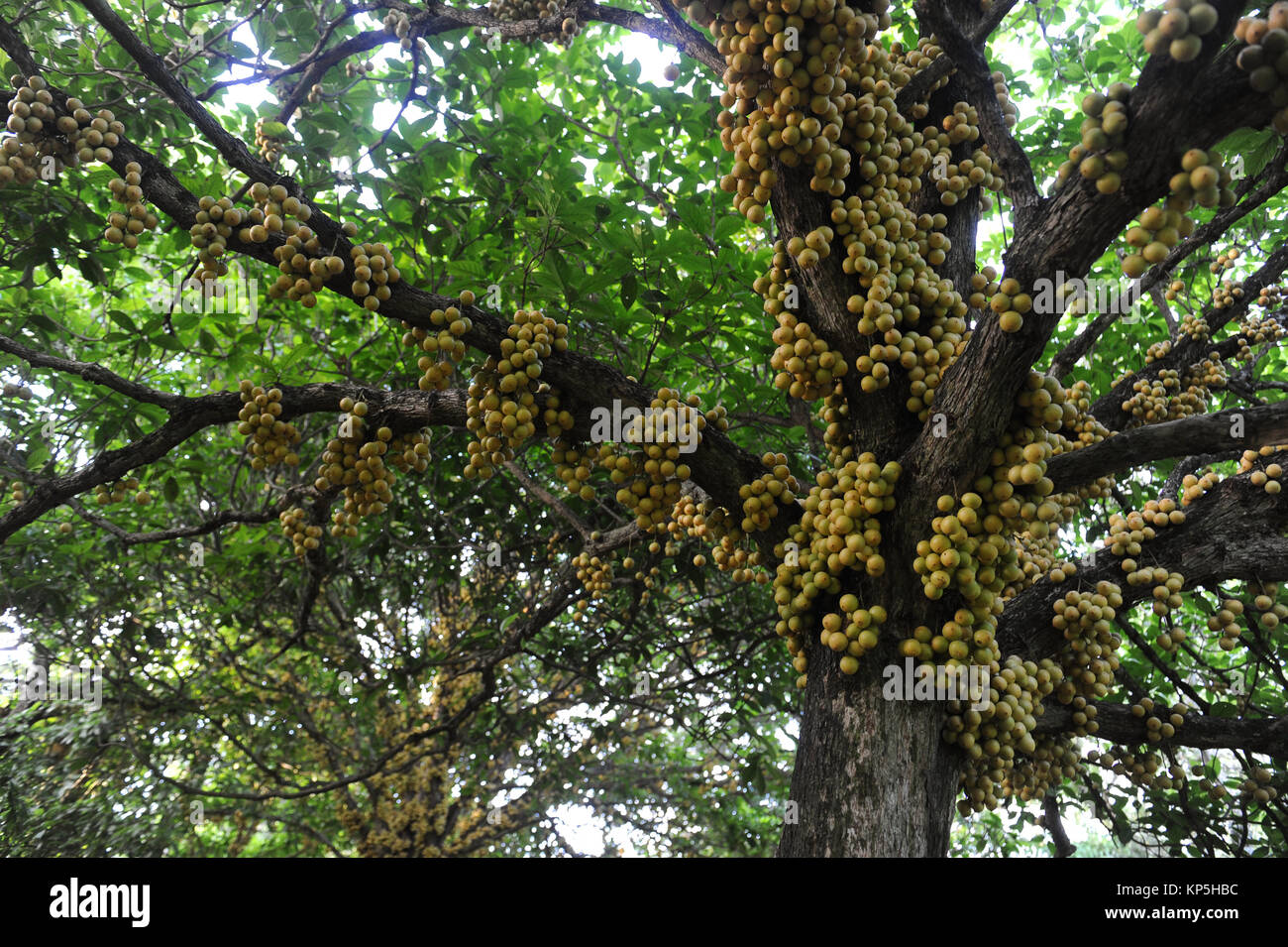 Lotkon in bangla hi-res stock photography and images - Alamy