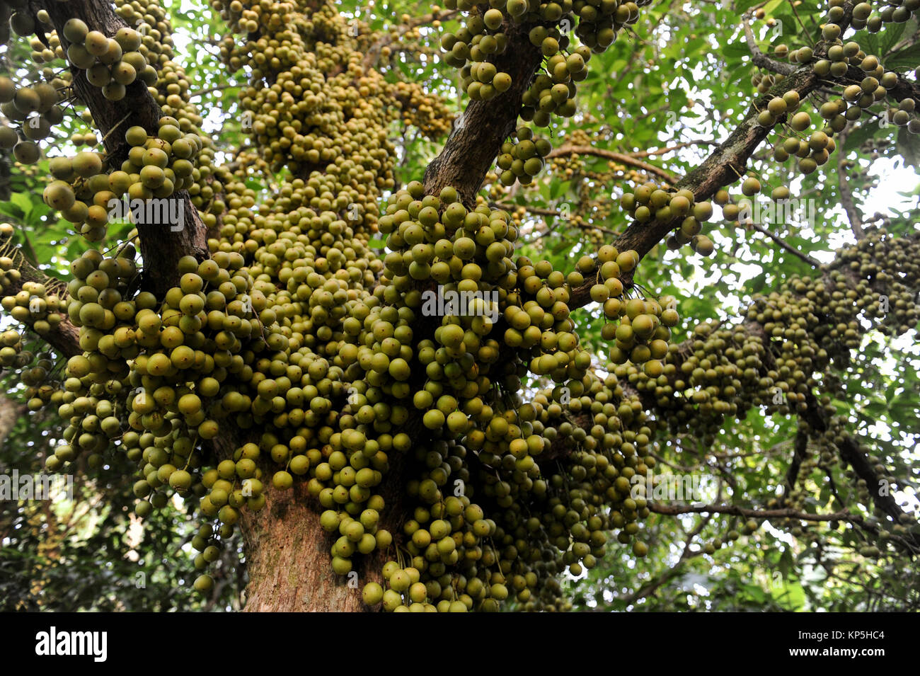 Burmese grape fruit hi-res stock photography and images - Alamy