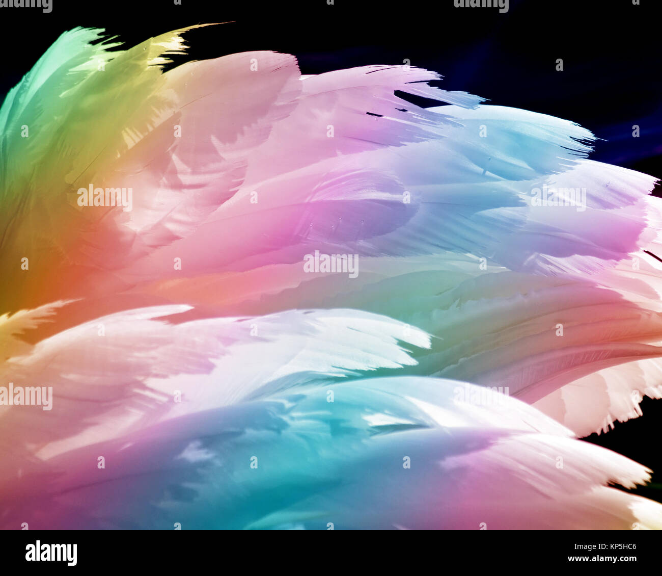 Beautiful feathers of the Mute Swan with added Rainbow Colors Stock ...