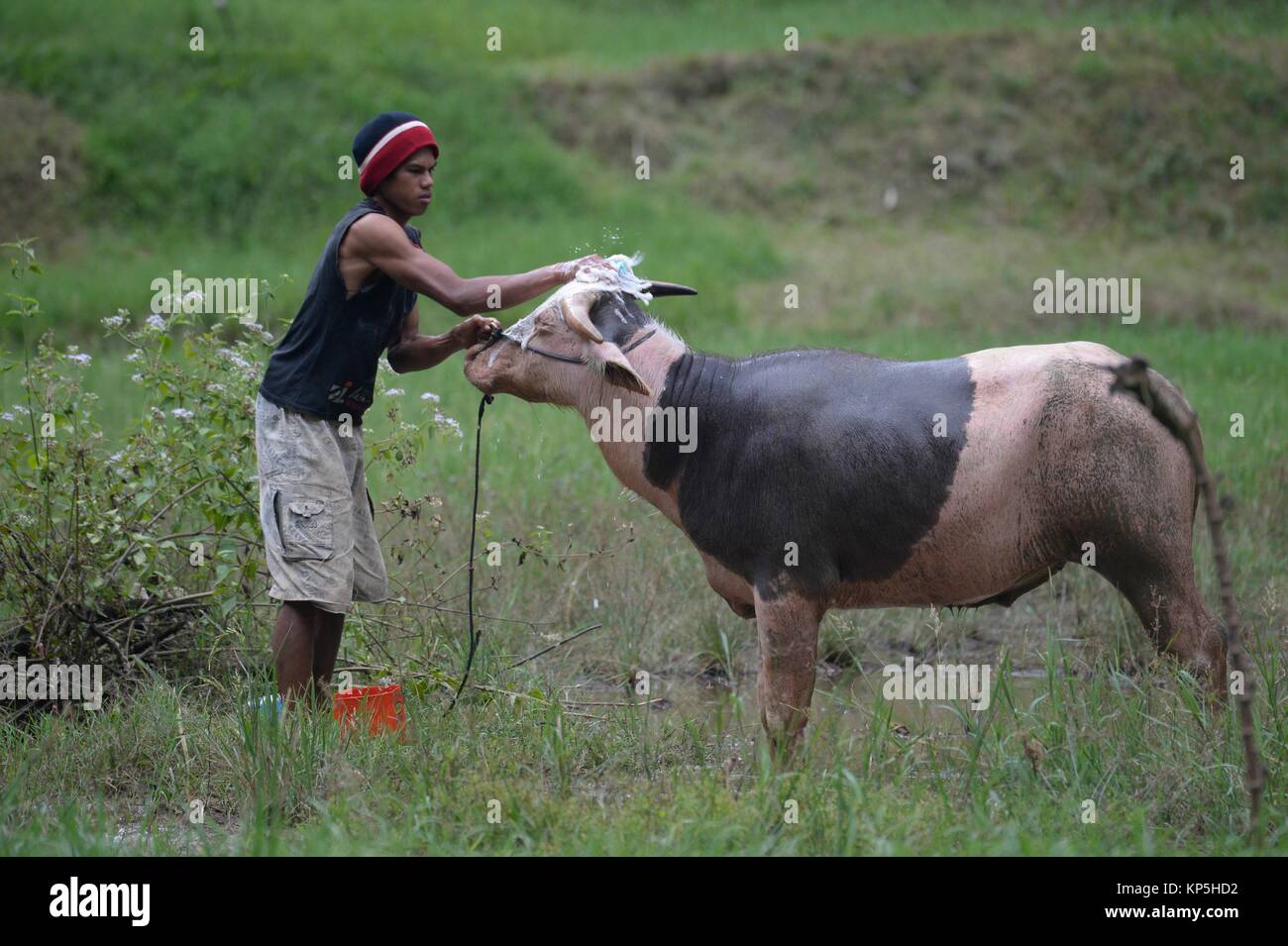 Man washing water buffalo hi-res stock photography and images - Alamy