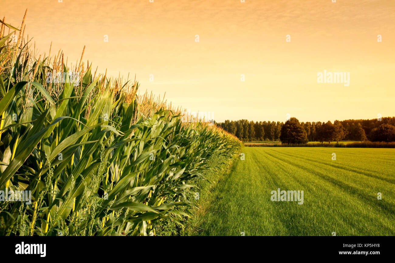 cornfield at sunset Stock Photo - Alamy