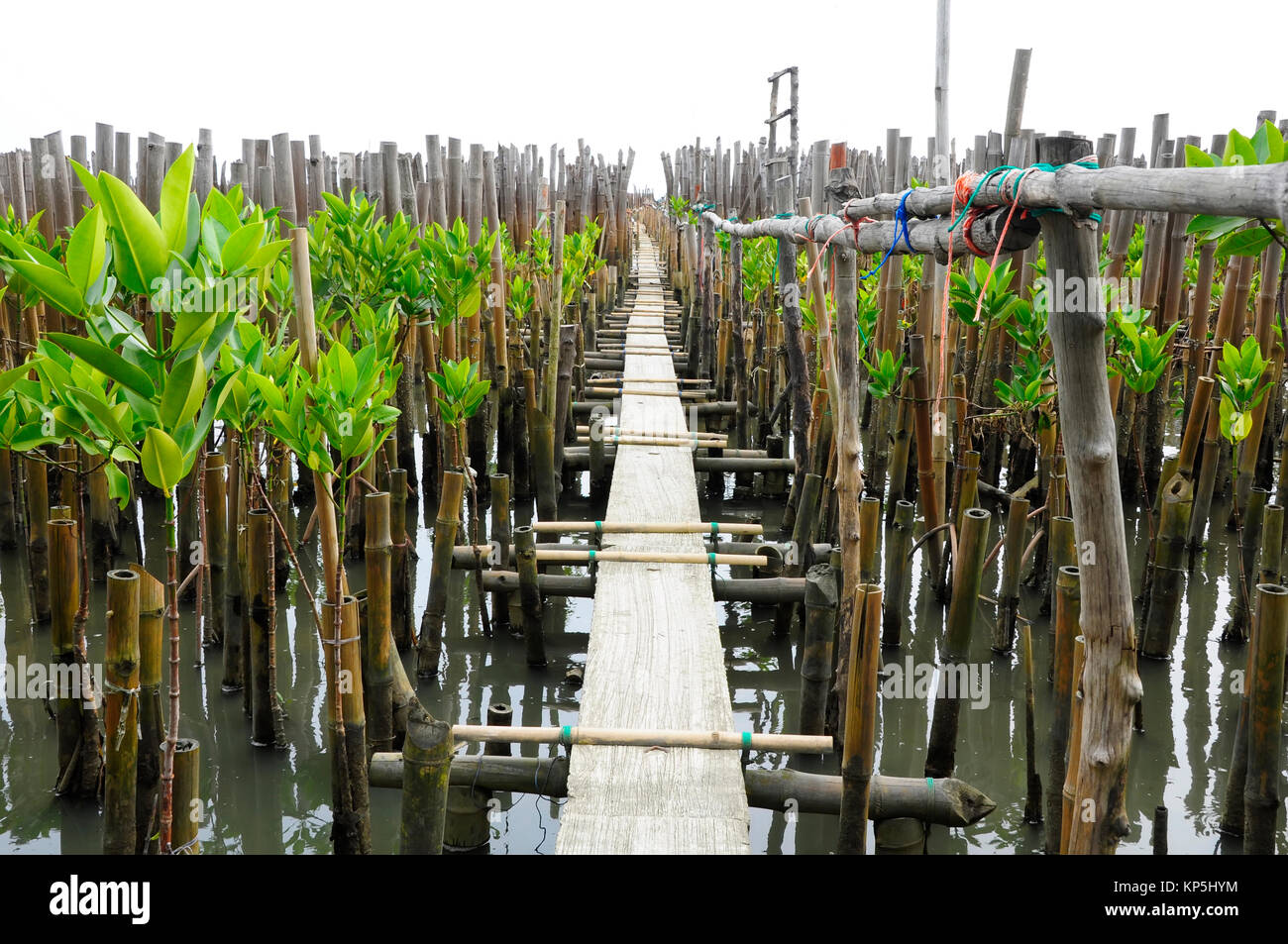 The walkway is made of concrete slabs. For tourists to see the mangrove ...