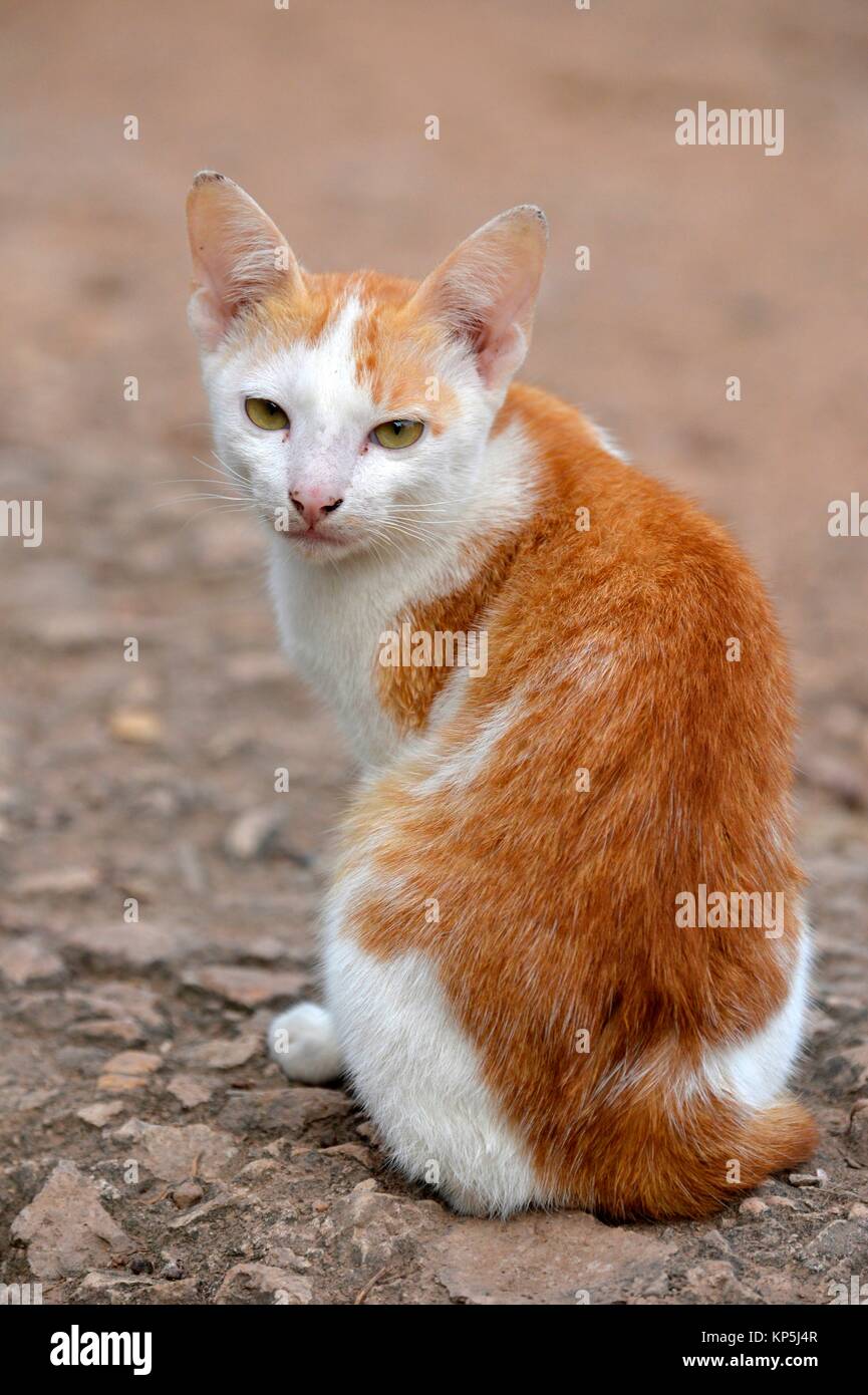 Southeast asian animal hi-res stock photography and images - Alamy