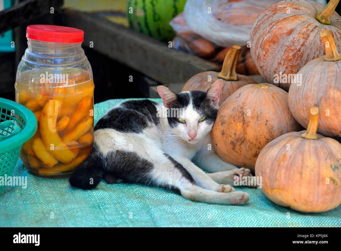 Laos animal market hi-res stock photography and images - Alamy