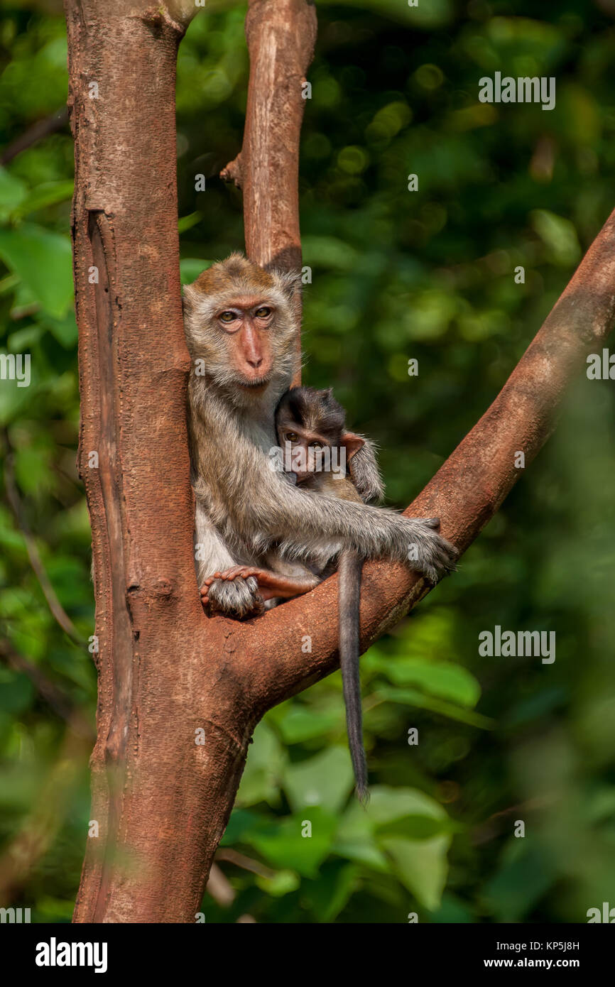 Big monkey feeding baby sitting on a tree in the jungle on a Sunny day ...