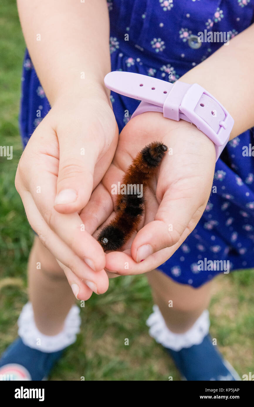 child holding wooly caterpillar in hand Stock Photo - Alamy