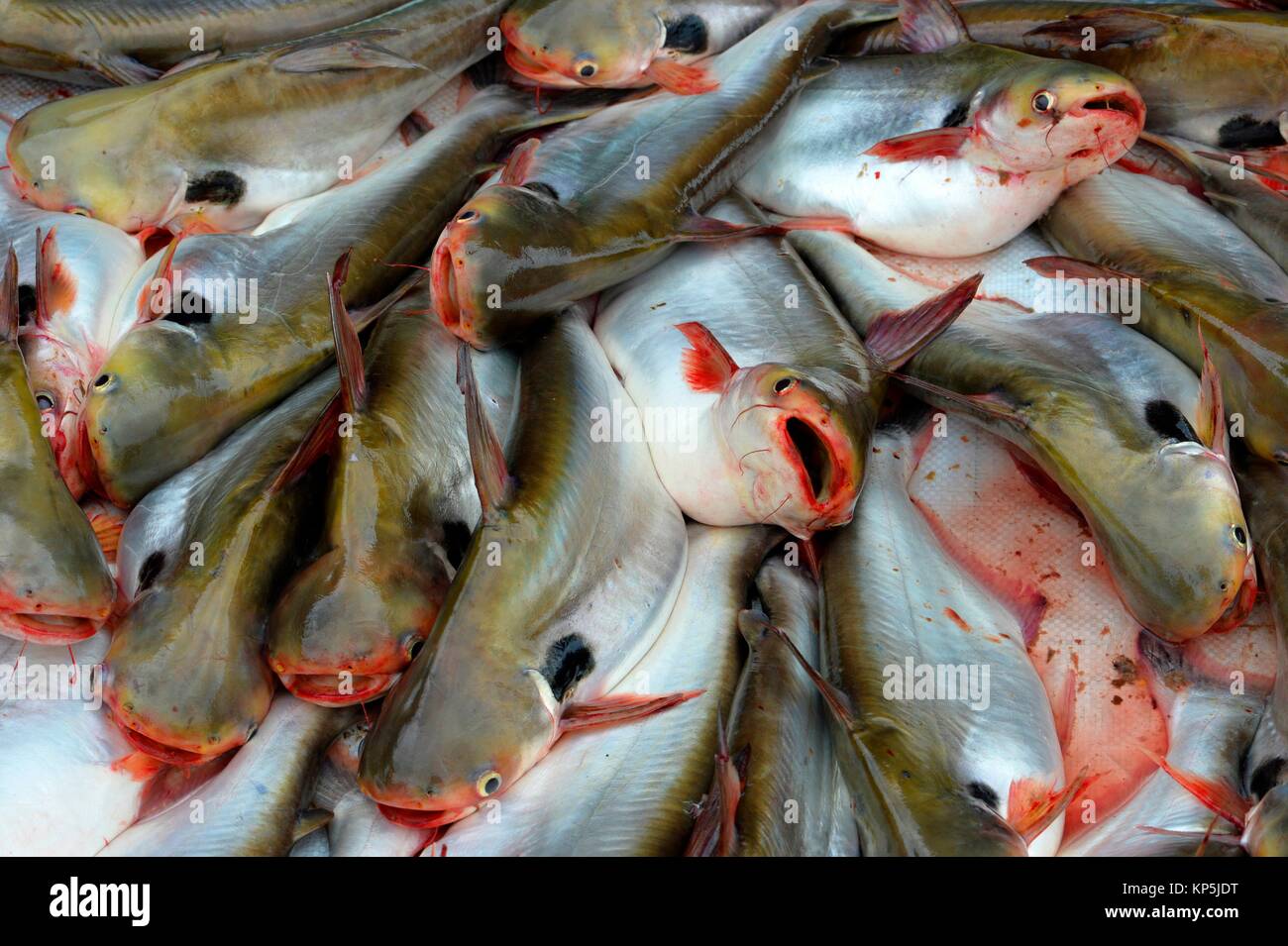 Fish on sale,Luang Prabang,Laos,Southeast Asia Stock Photo - Alamy