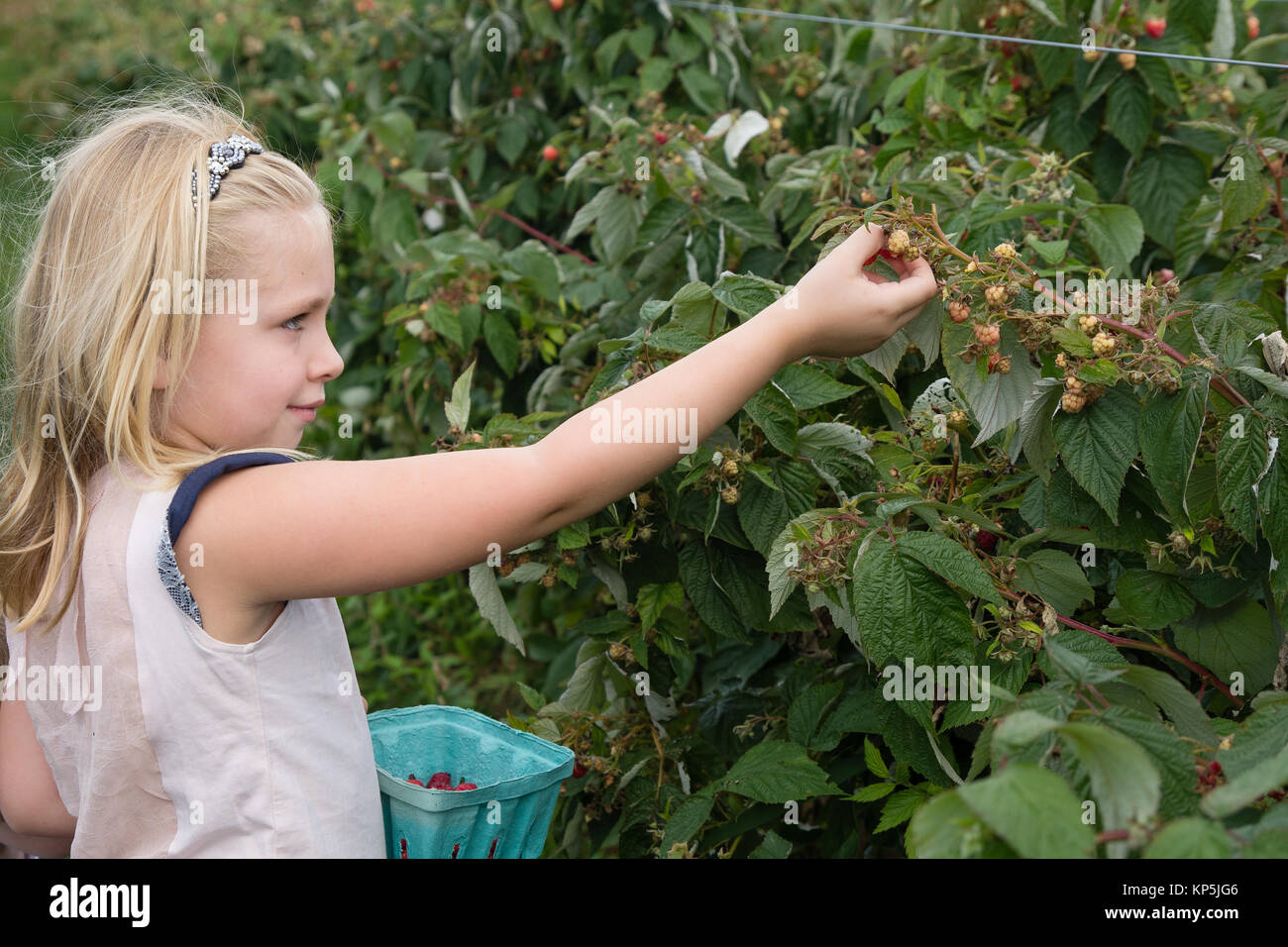 adorable school age girl picking raspberries on farm during summertime ...
