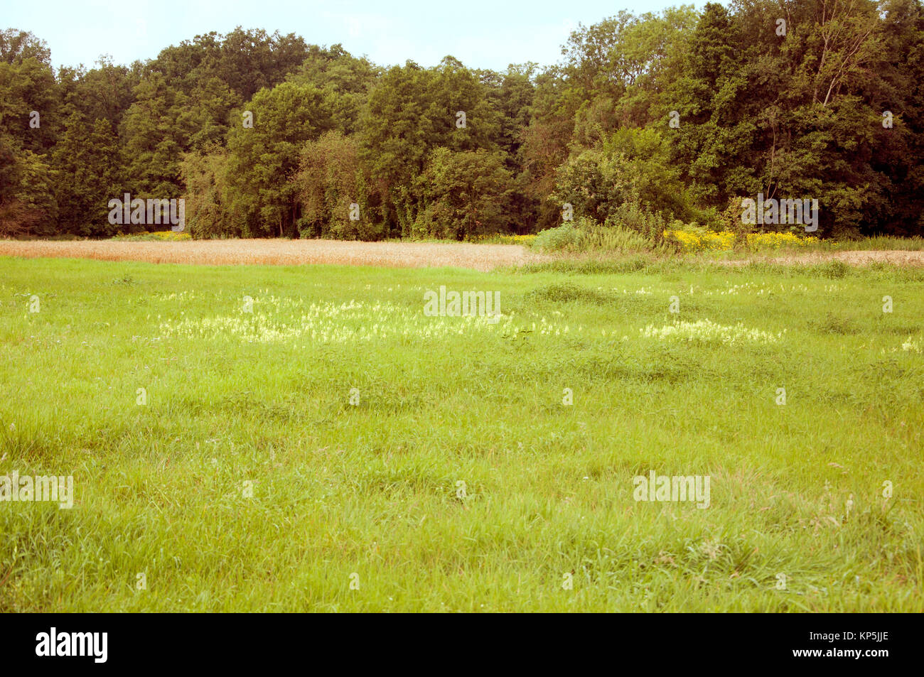 vintage photo of meadow Stock Photo - Alamy