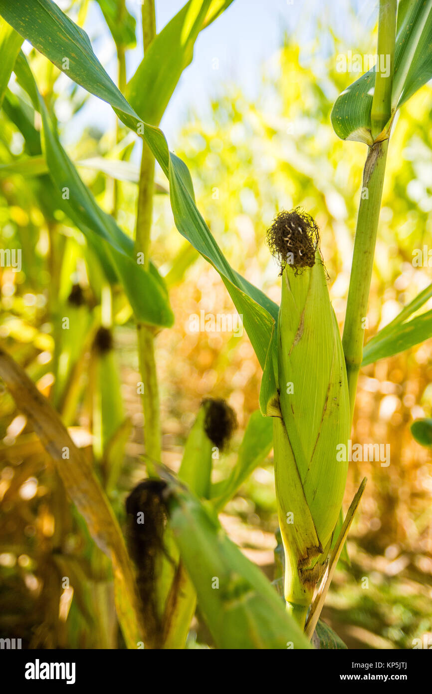 close up of corn crop on stalk during fall autumn season Stock Photo ...