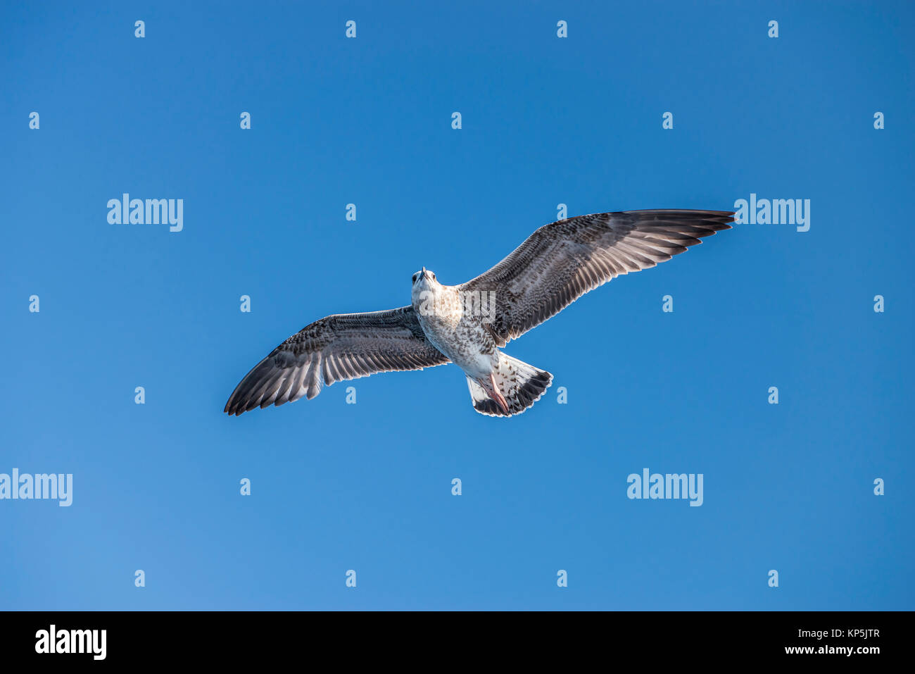 sea gull bird flying view from below, on clear blue sky Stock Photo - Alamy