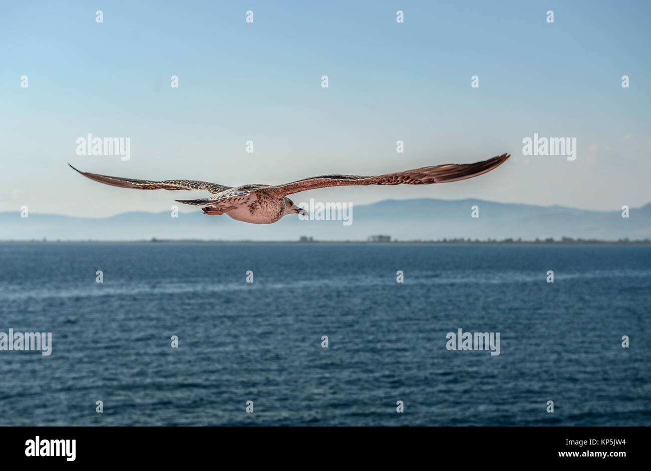 seagull flying close-up view, on clear blue sky Stock Photo - Alamy