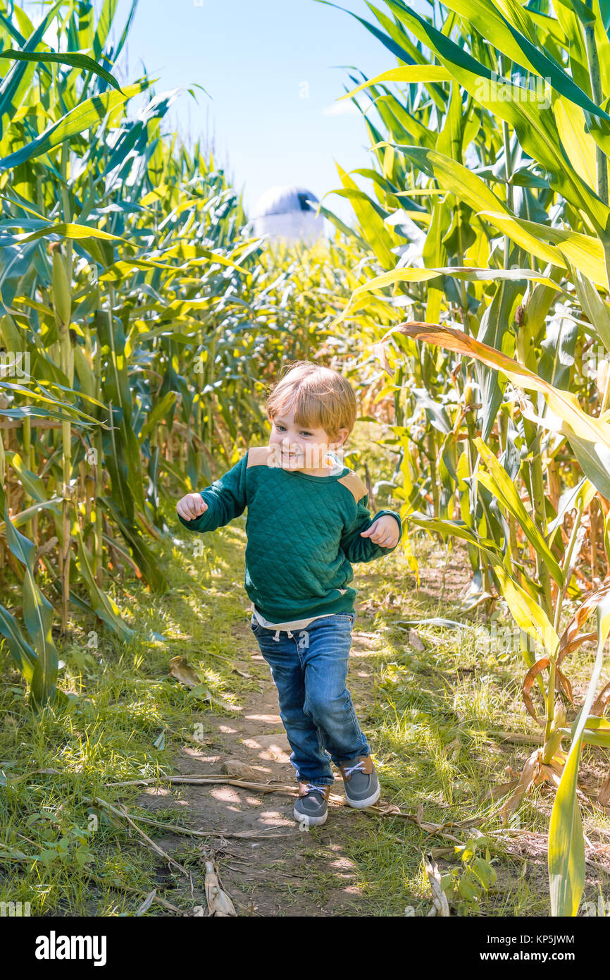 young toddler boy playing in corn maze on farm during fall autumn ...