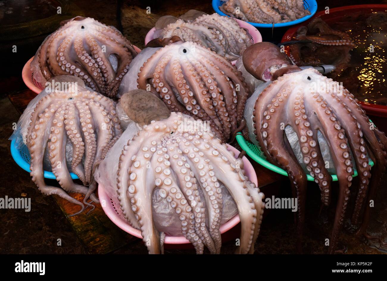 Busan South Korea Fish Market Stock Photos & Busan South Korea Fish ...