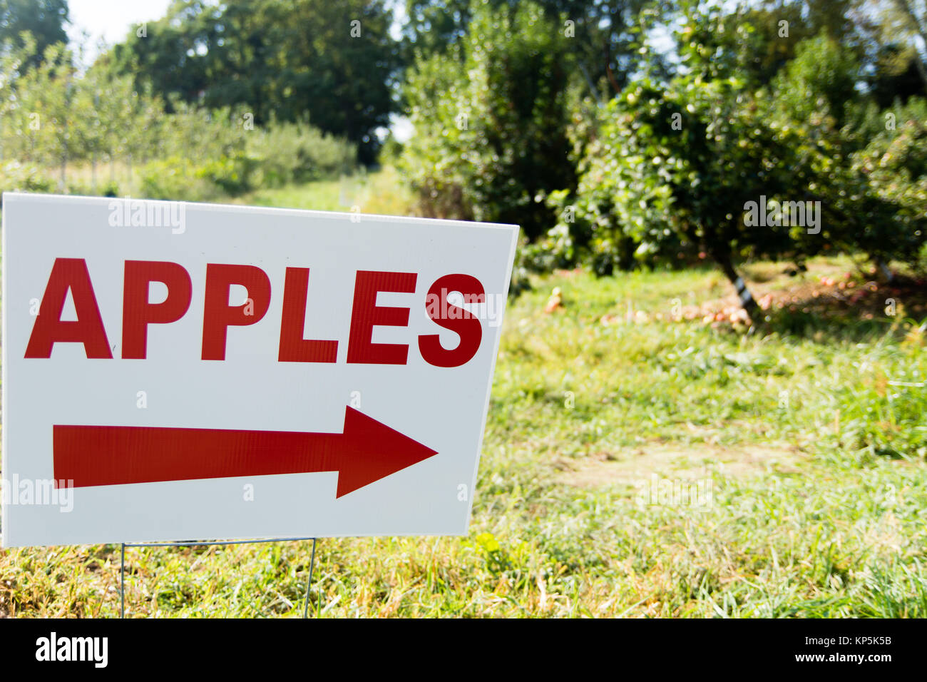 sign that says apples with arrow pointing towards apple trees on farm ...