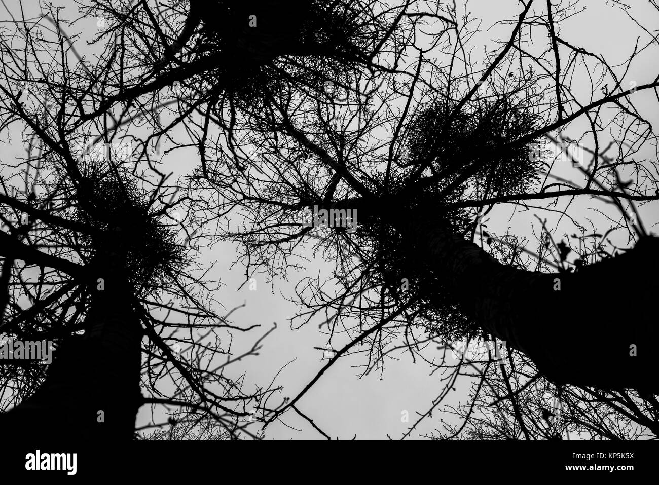 Tree crown texture Black and White Stock Photos & Images - Alamy