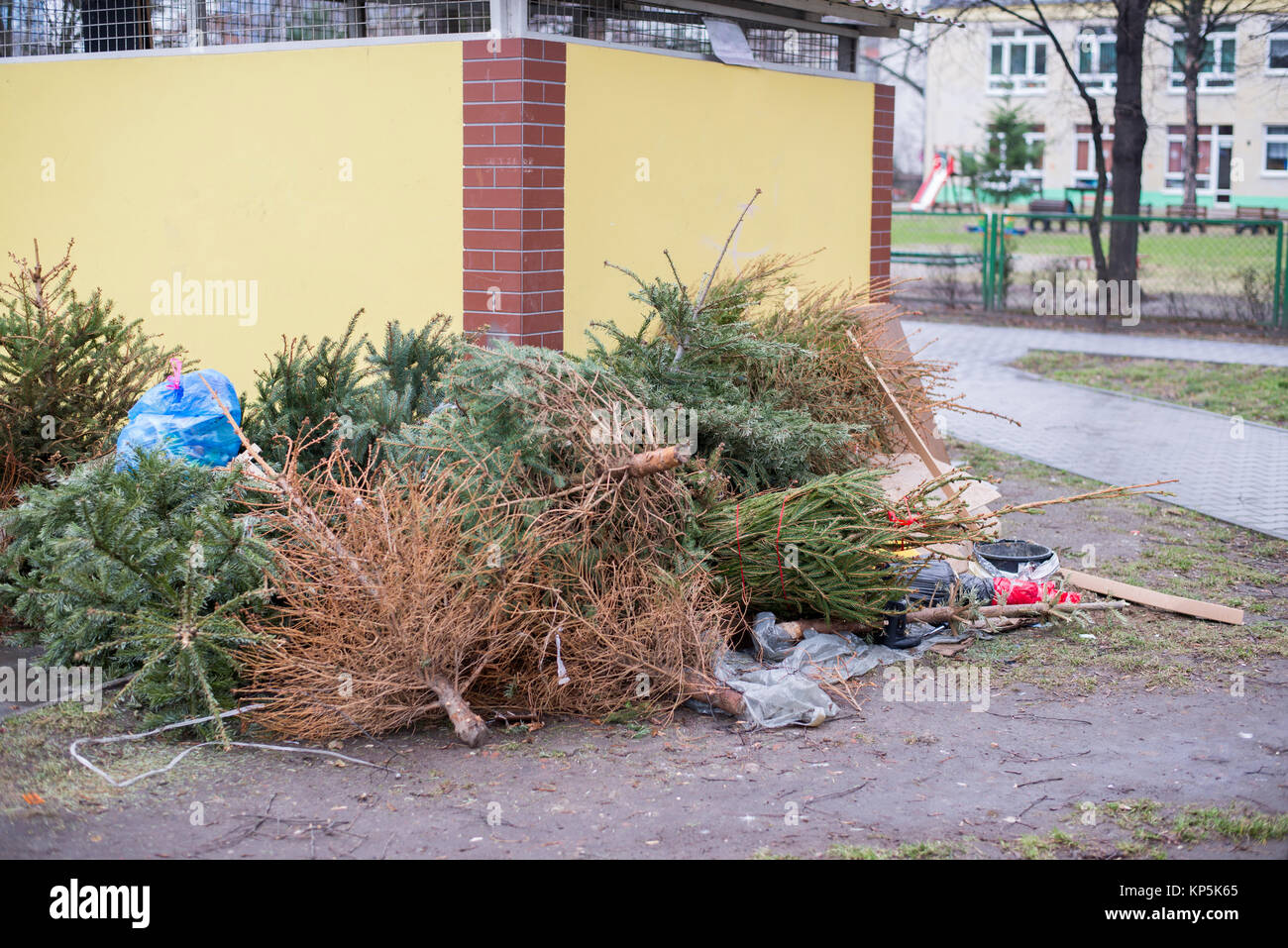 discarded Christmas trees, garbage after Christmas Stock Photo - Alamy