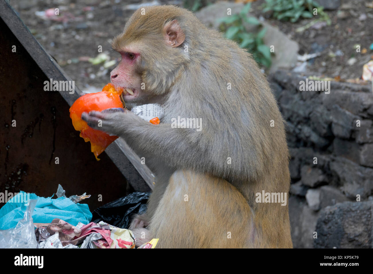 Monkey waste hi-res stock photography and images - Alamy
