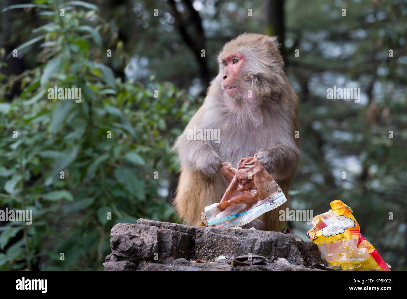 Rhesus macaque monkey with food scavenged from dumpster in Mcleod Ganj ...
