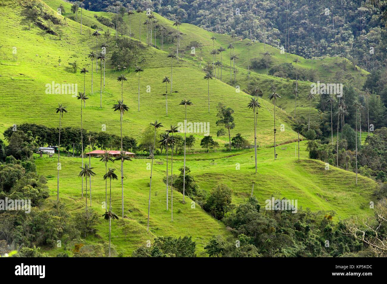 Valley of the palm hi-res stock photography and images - Alamy