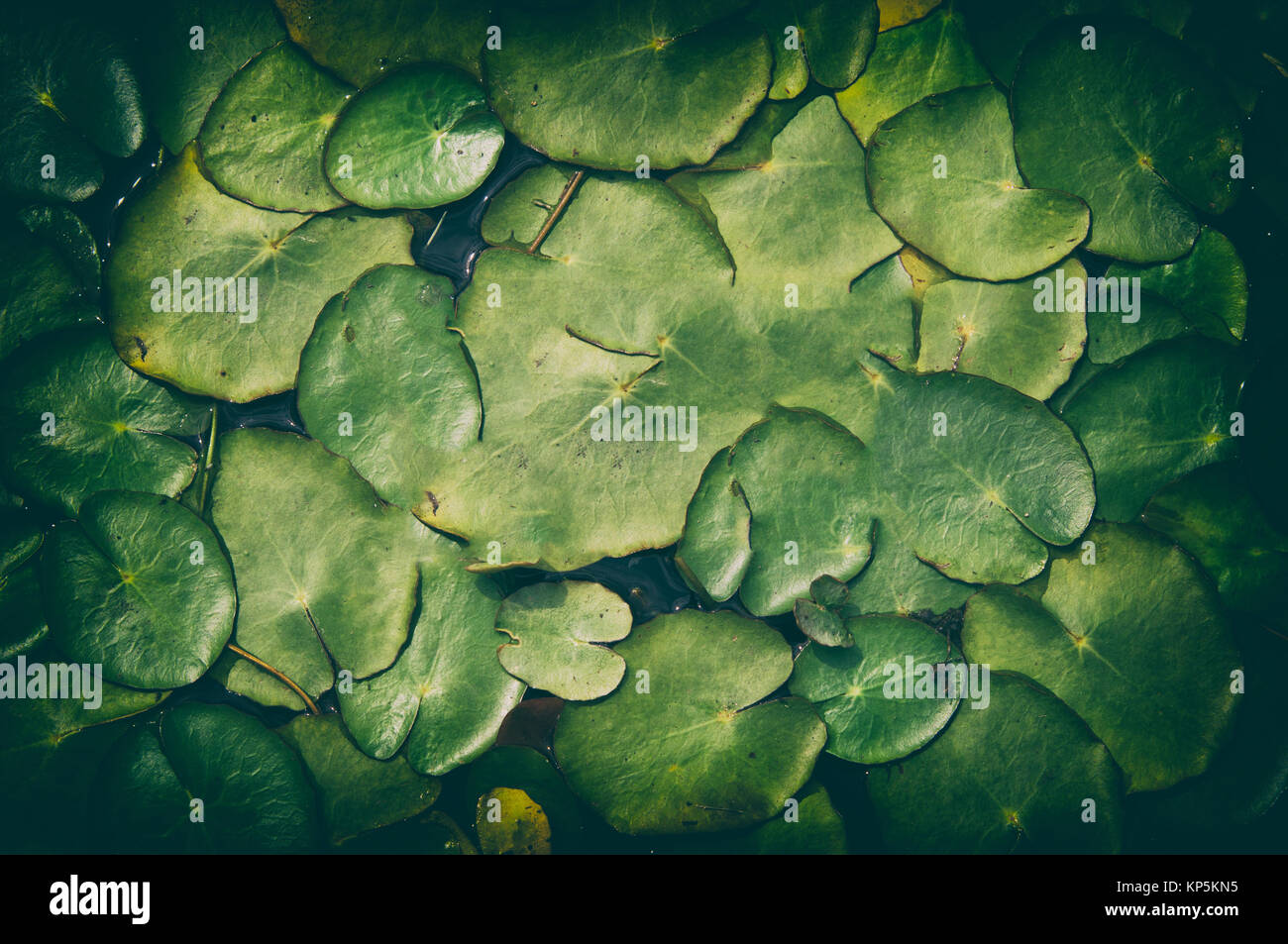 pond scenery background or texture Stock Photo - Alamy