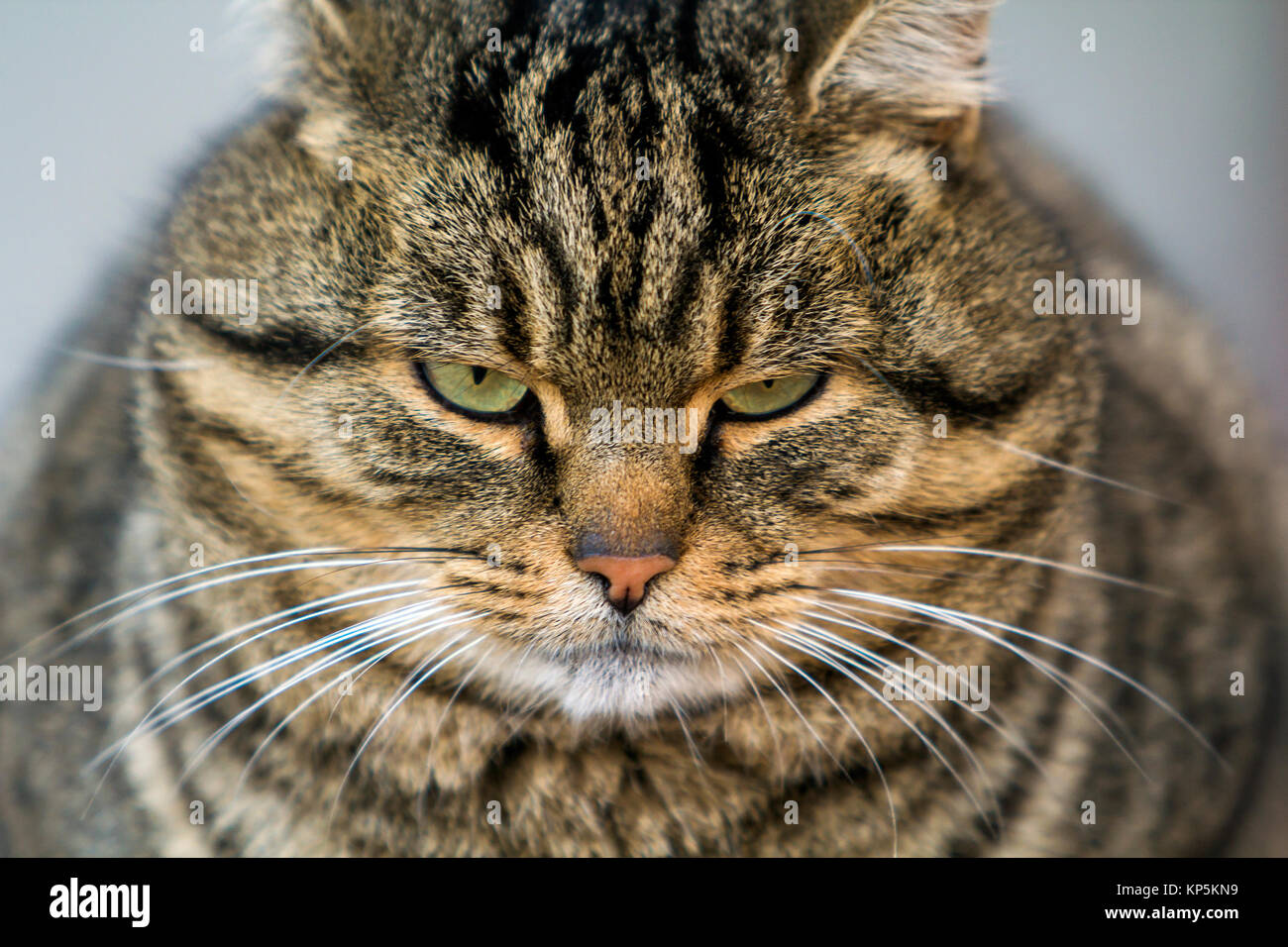 Fat Cats With Mustaches