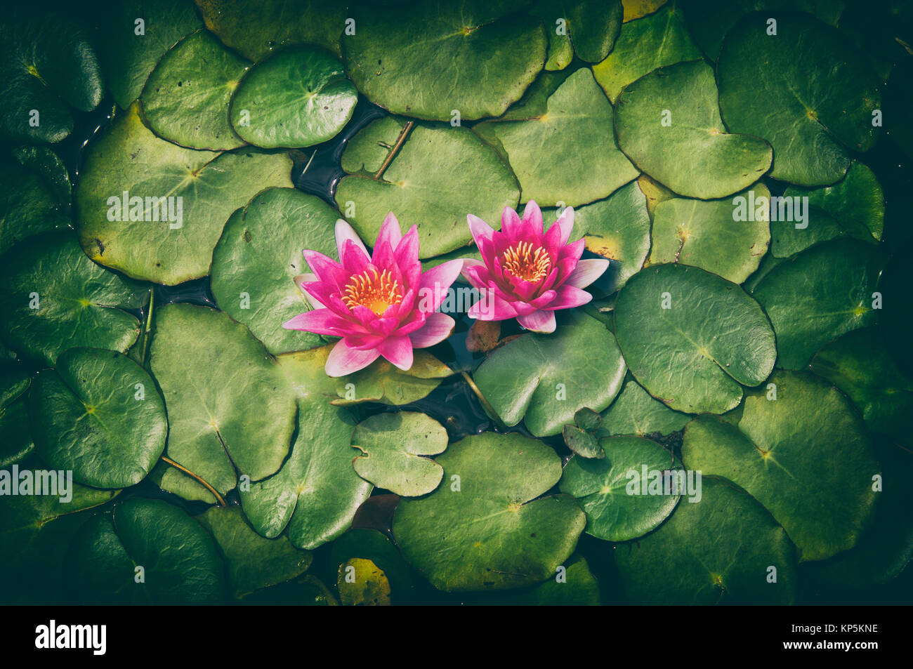 pond scenery with water lilly Stock Photo - Alamy