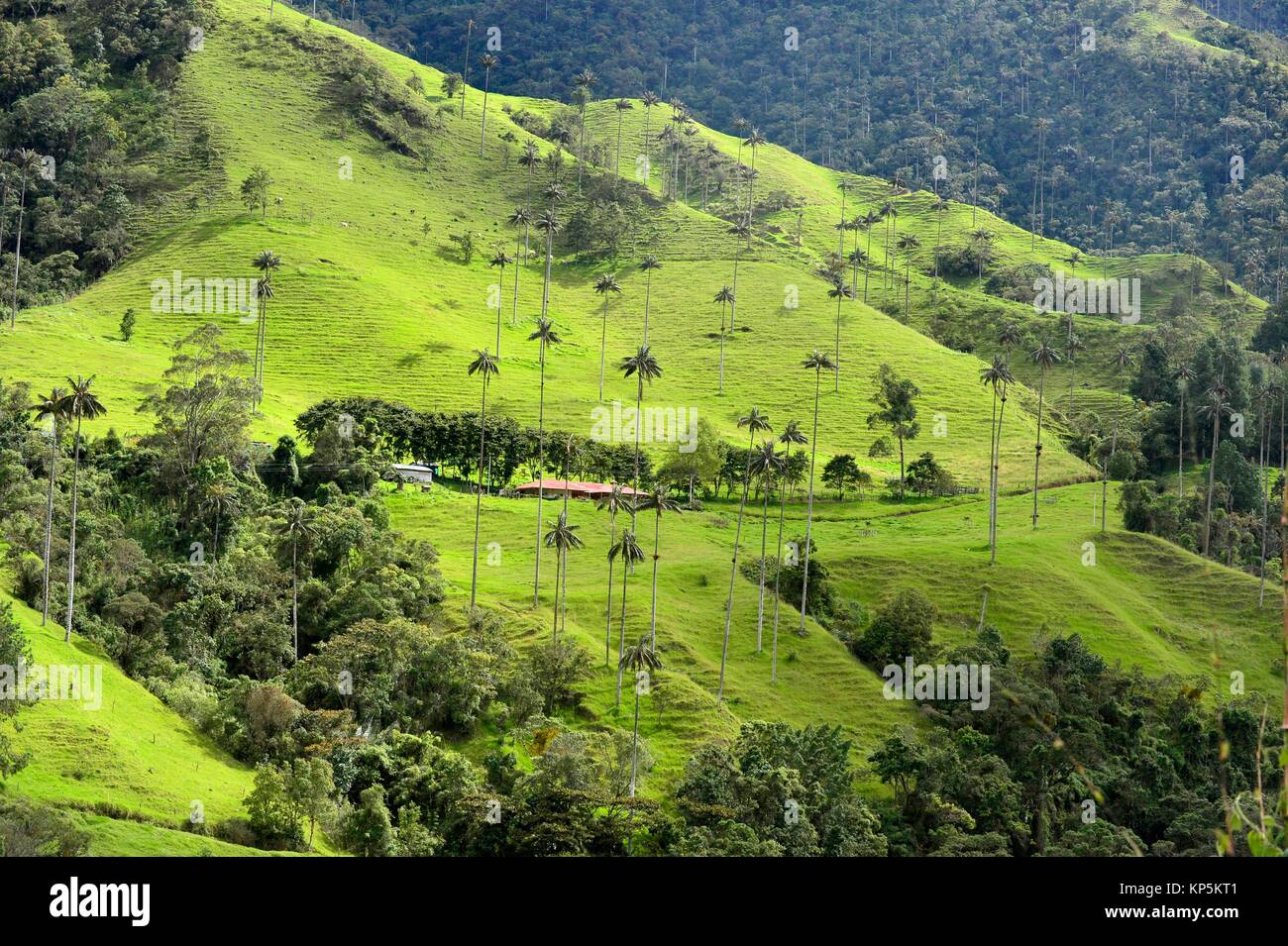 Wax palm tree colombia hi-res stock photography and images - Alamy