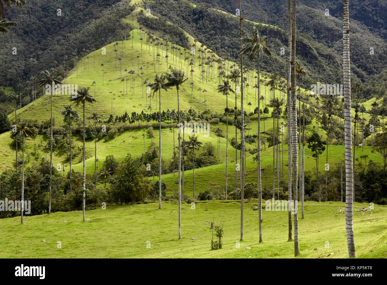 Wax national hi-res stock photography and images - Alamy