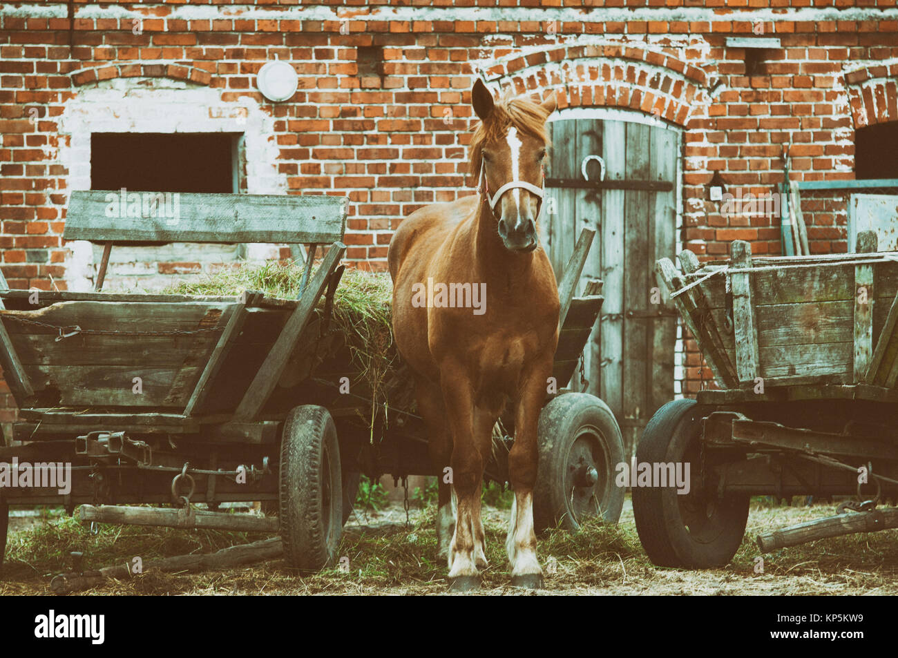 An old horse barn, vintage photo Stock Photo - Alamy