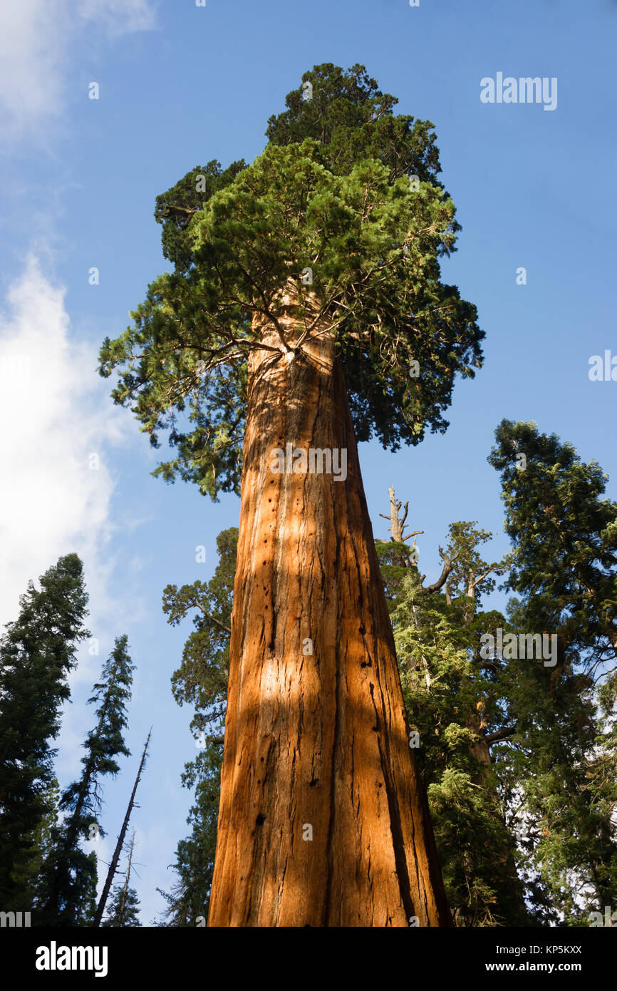 This tree is estimated to be over 2,000 years old Stock Photo - Alamy