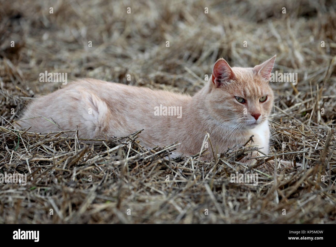 cat is lying in straw Stock Photo - Alamy