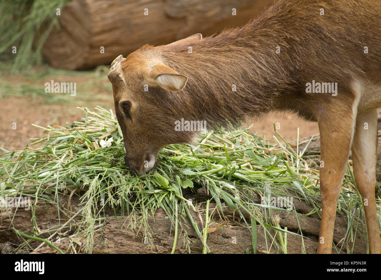 Deer eating grass hi-res stock photography and images - Alamy