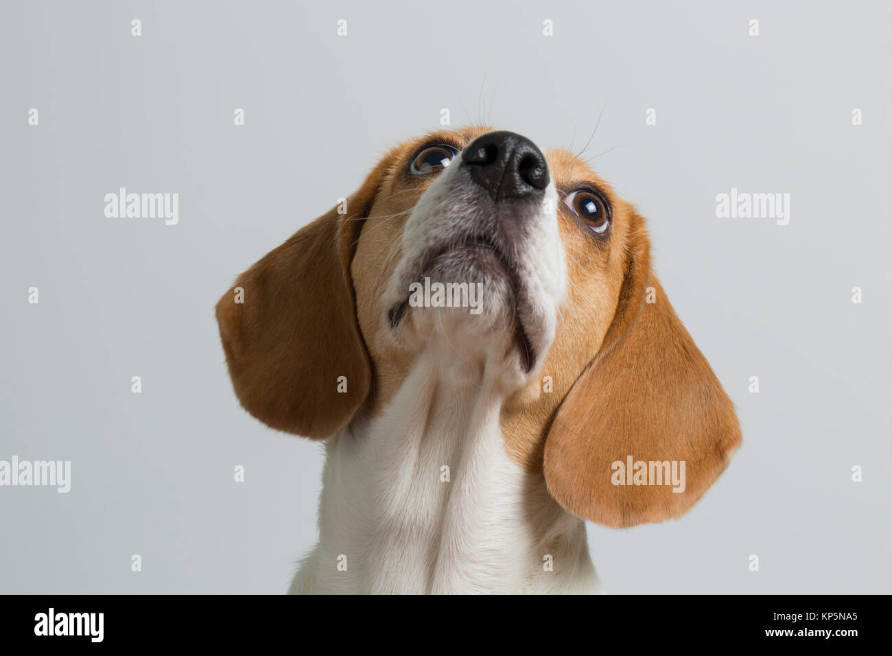 Young beagle looking up isolated on white background Stock Photo - Alamy