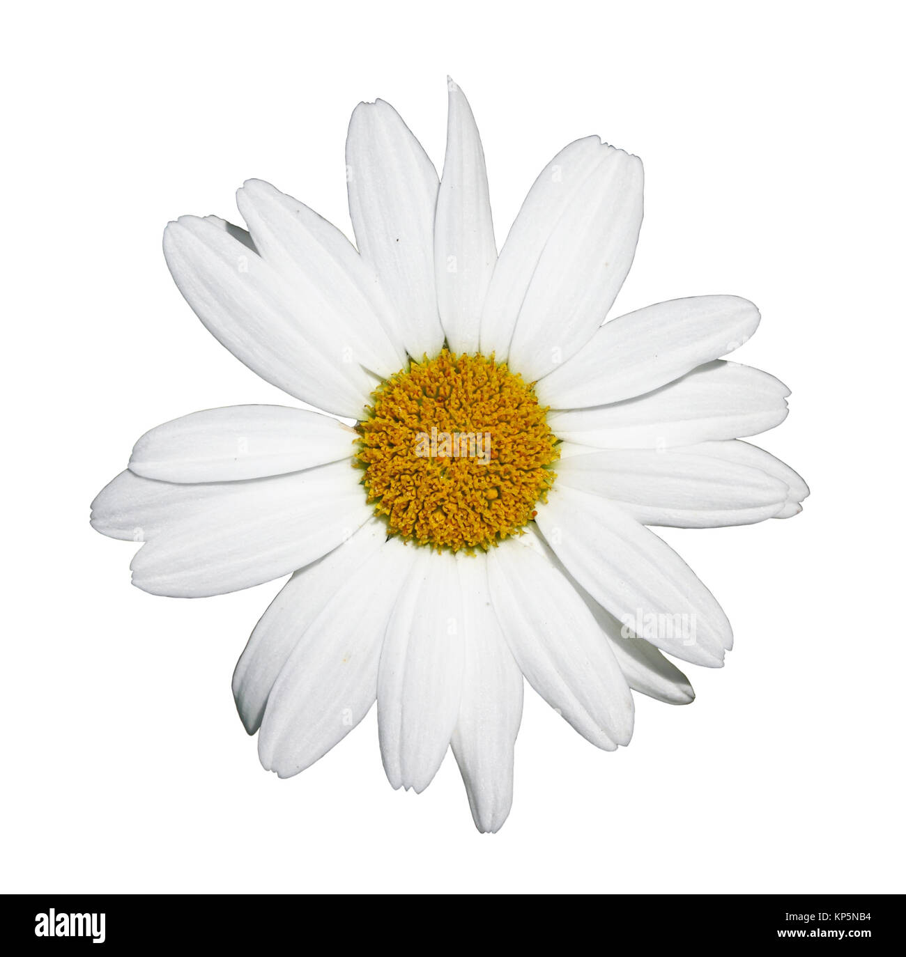 Shasta daisy little princess hi-res stock photography and images - Alamy