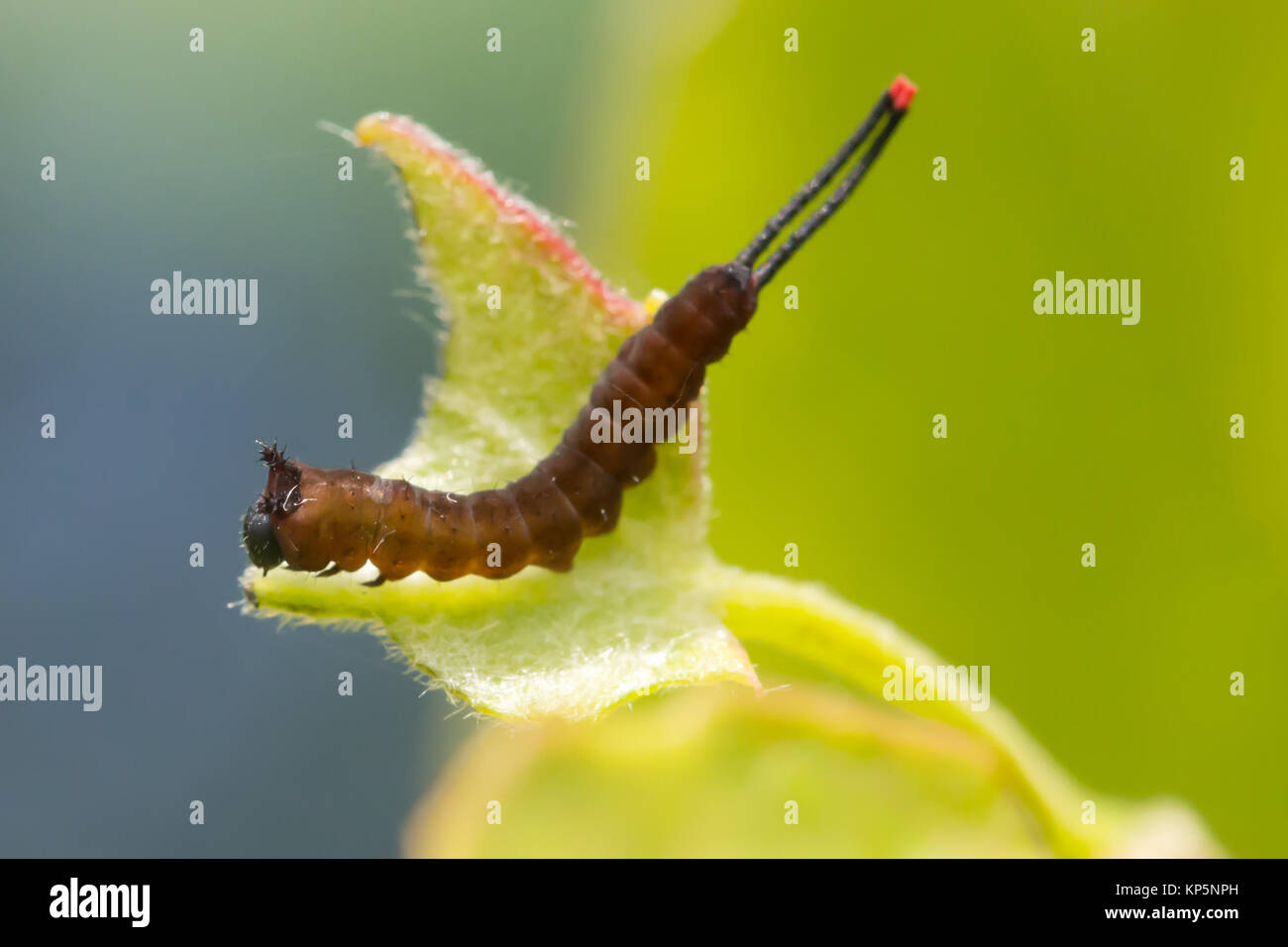 1st instar puss moth (Cerura vinula) larva feeding on aspen. Surrey, UK ...
