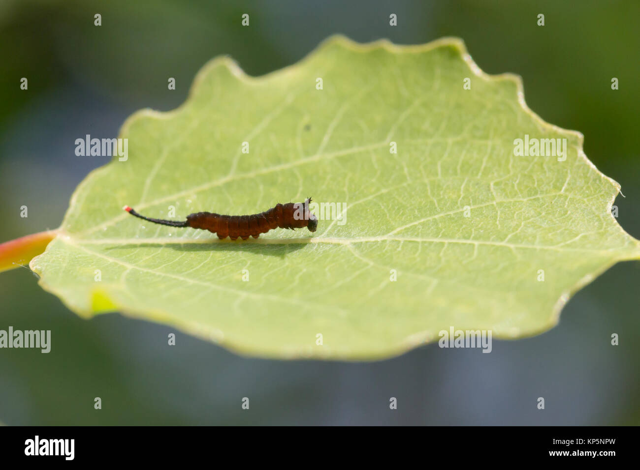 1st instar puss moth (Cerura vinula) larva on aspen. Surrey, UK Stock ...
