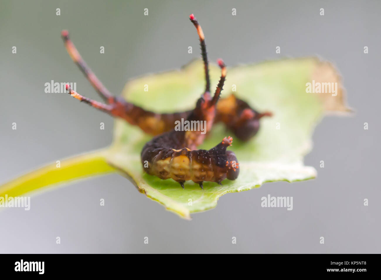 Tails raised hi-res stock photography and images - Alamy