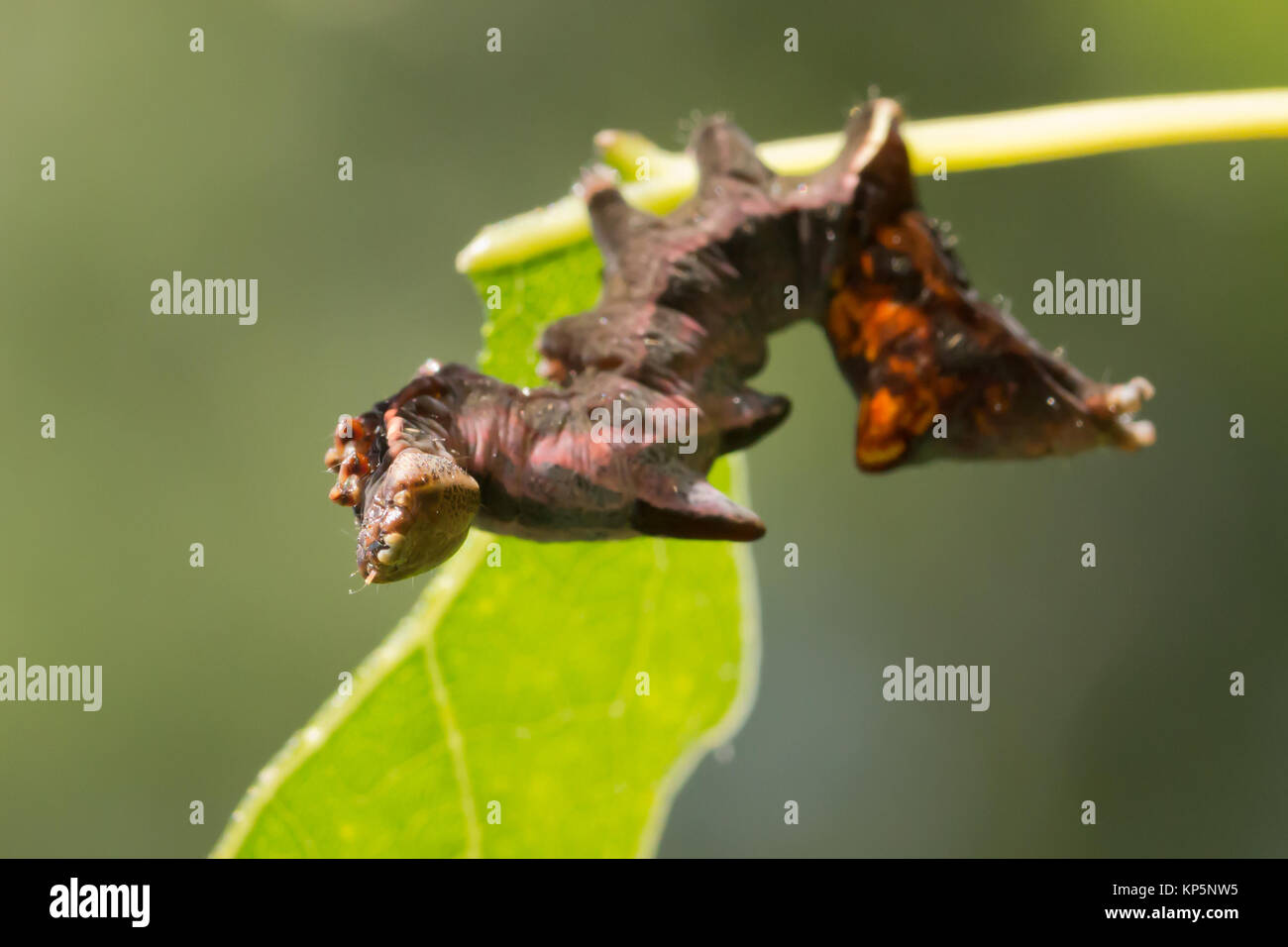iron-prominent-moth-caterpillar-hi-res-stock-photography-and-images-alamy