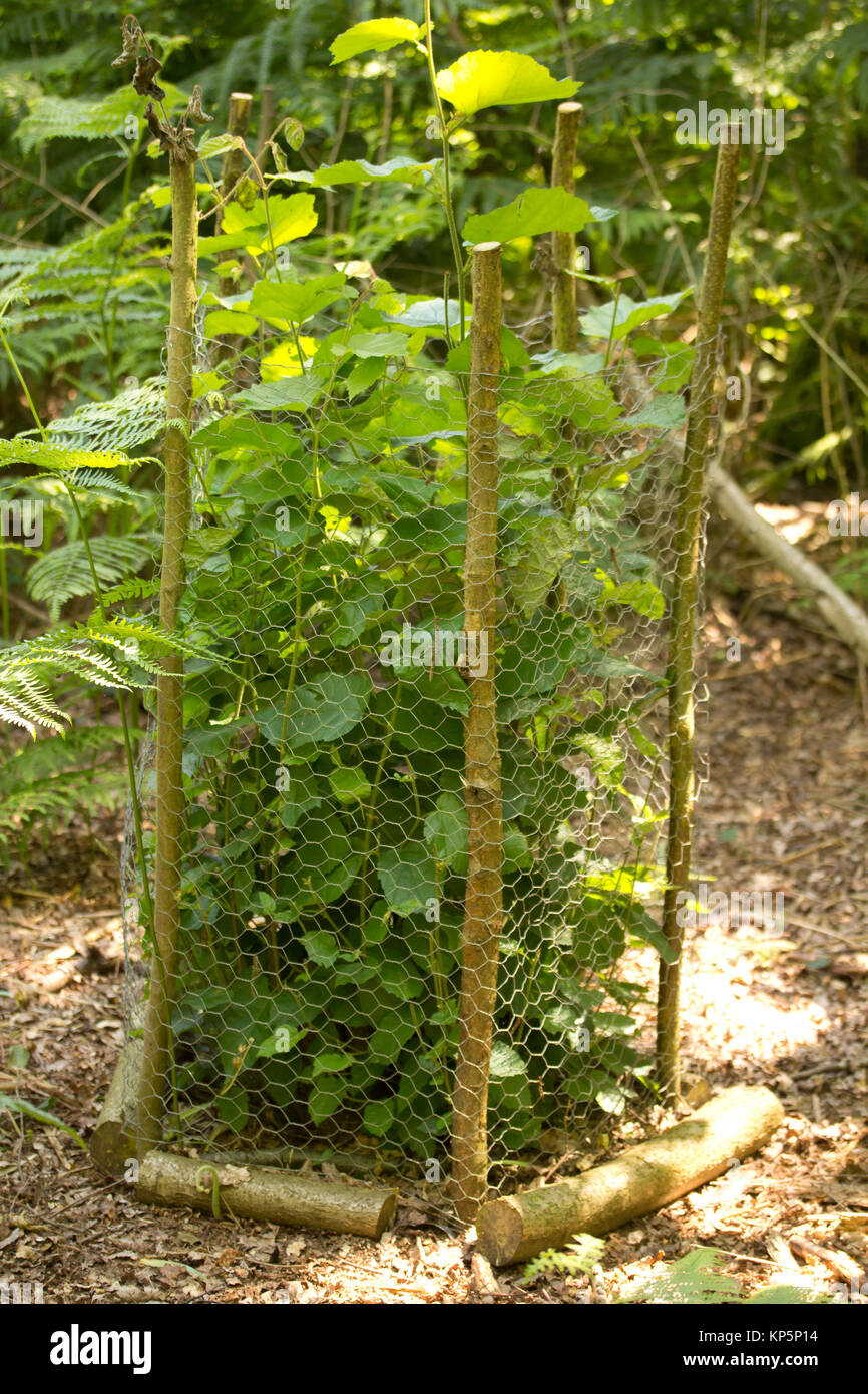 Coppicing hazel hi-res stock photography and images - Alamy