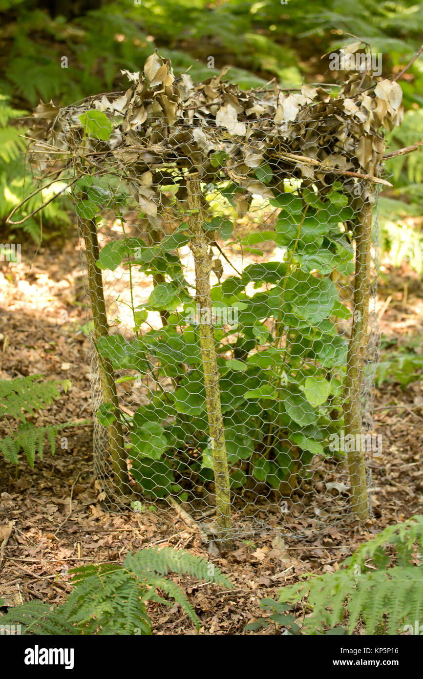 Coppicing hazel hi-res stock photography and images - Alamy