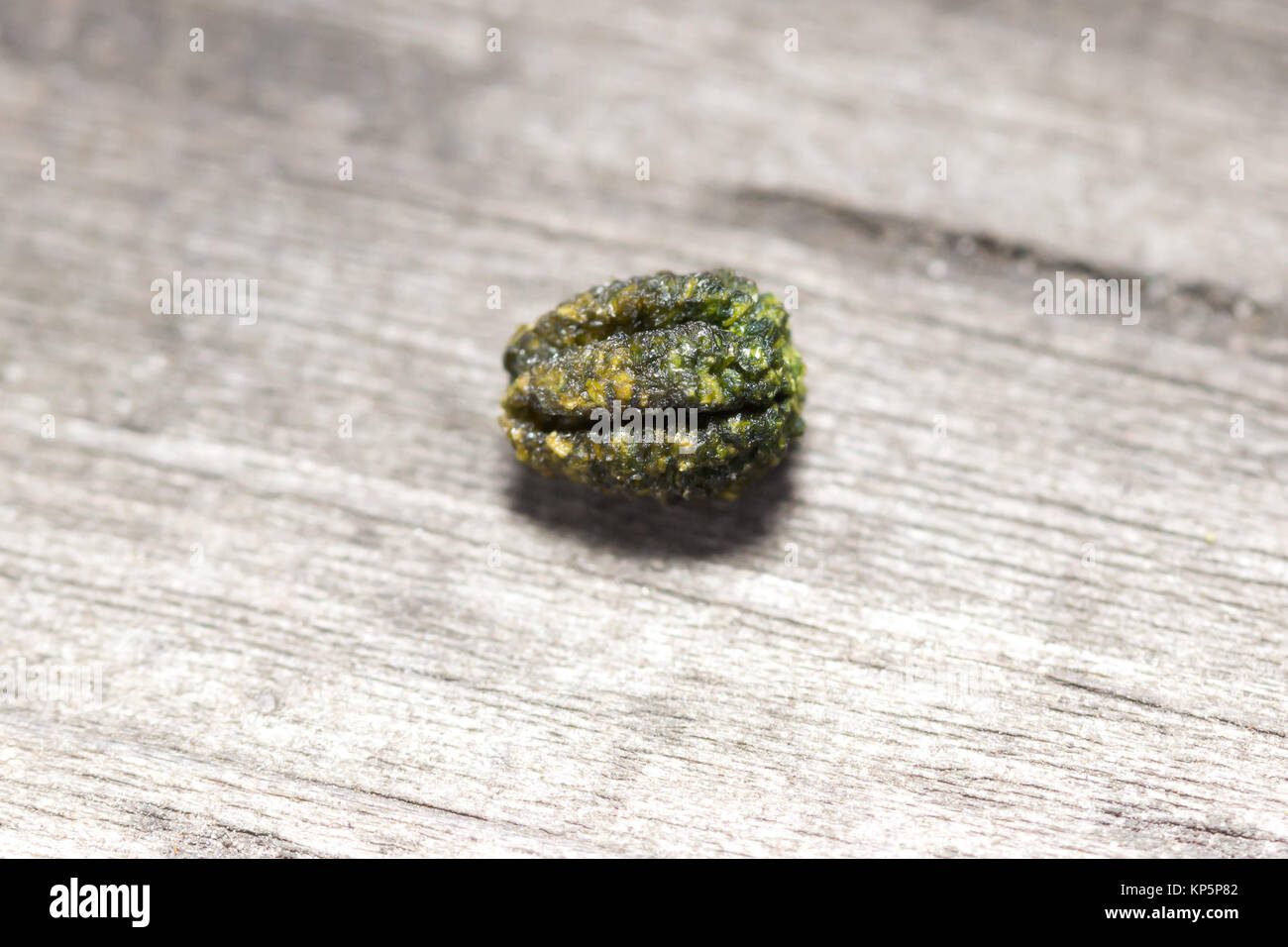 Frass of puss moth larva (Cerura vinula) on boardwalk beneath feeding ...