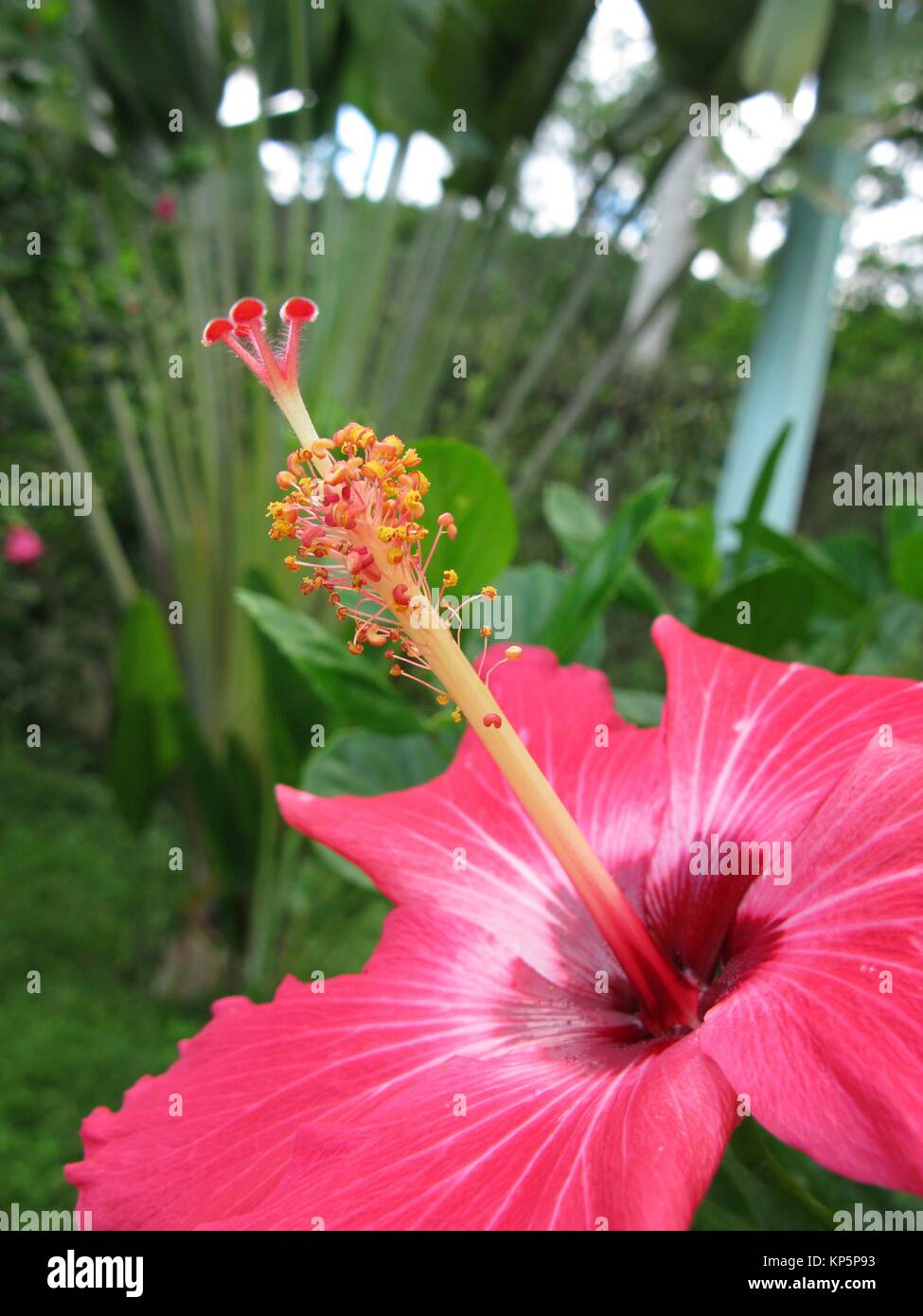 Hibiscus flower tree hi-res stock photography and images - Alamy